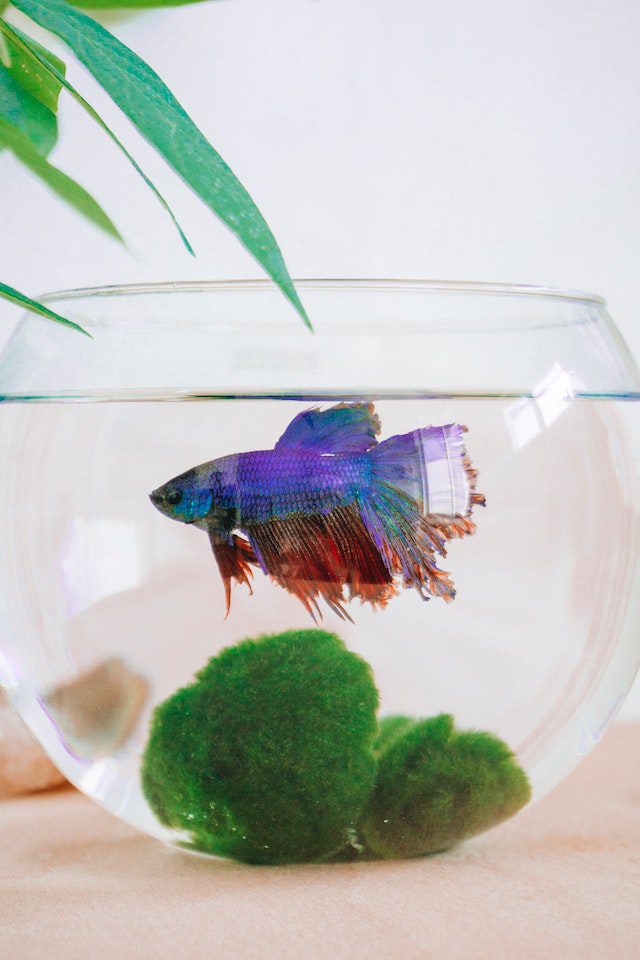 Benefits of Having a Pet Fish - Pet Pro Store